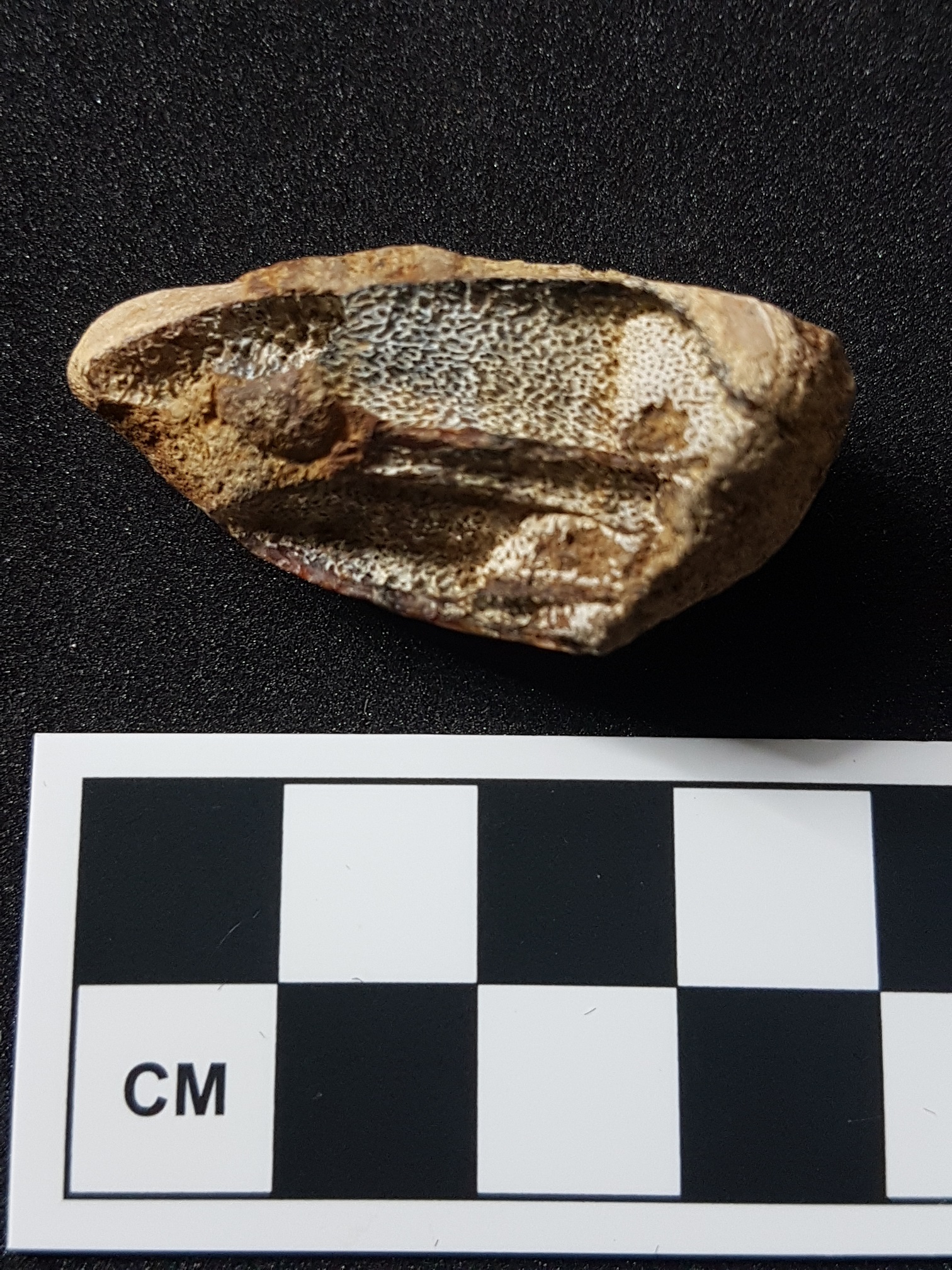 Bony Fish of the Late Miocene (Beaumaris) – Bayside Earth Sciences ...