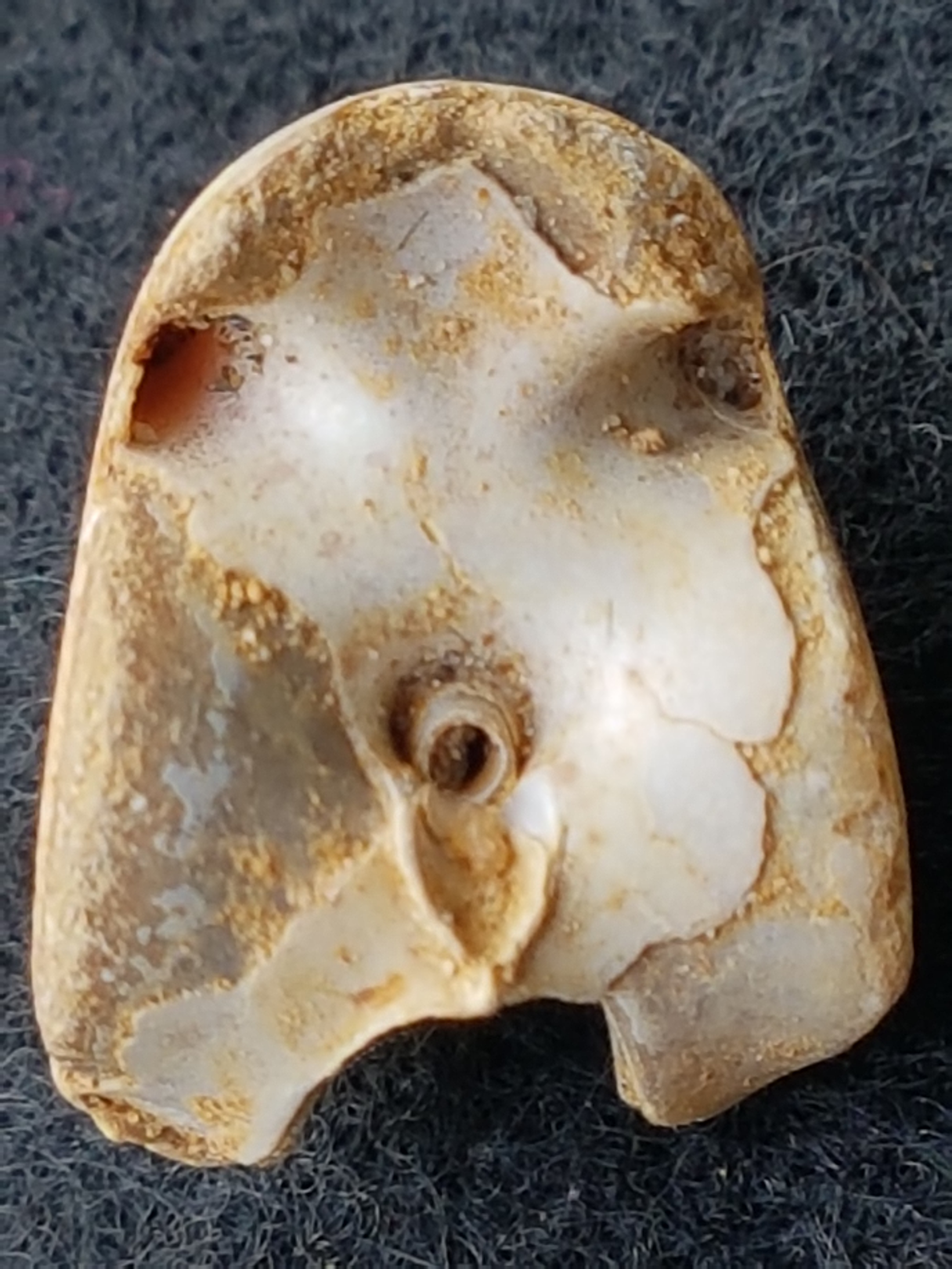 Aturia Coxi (Chambered Nautilus) – Bayside Earth Sciences Society ...