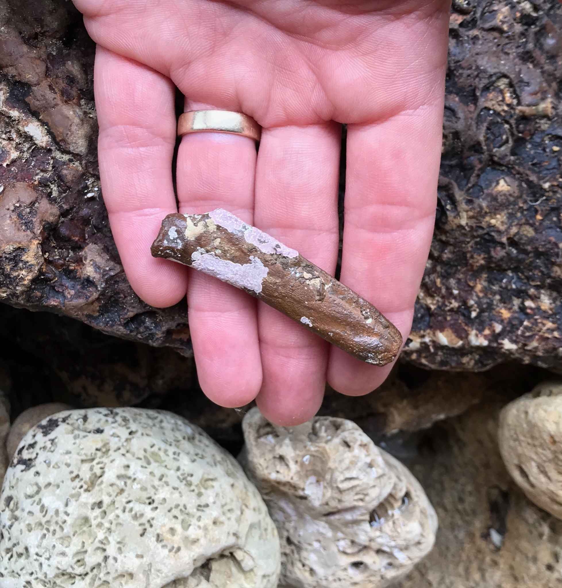 Collections – Bayside Earth Sciences Society Incorporated No. A0100923K