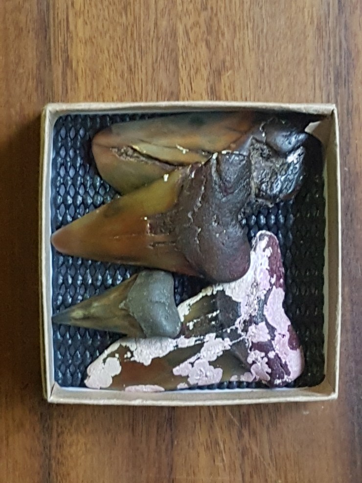 Preservation and Storage of your Fossils – Bayside Earth Sciences ...