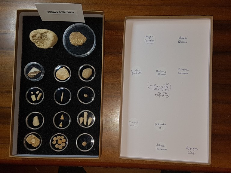 Preservation and Storage of your Fossils – Bayside Earth Sciences ...