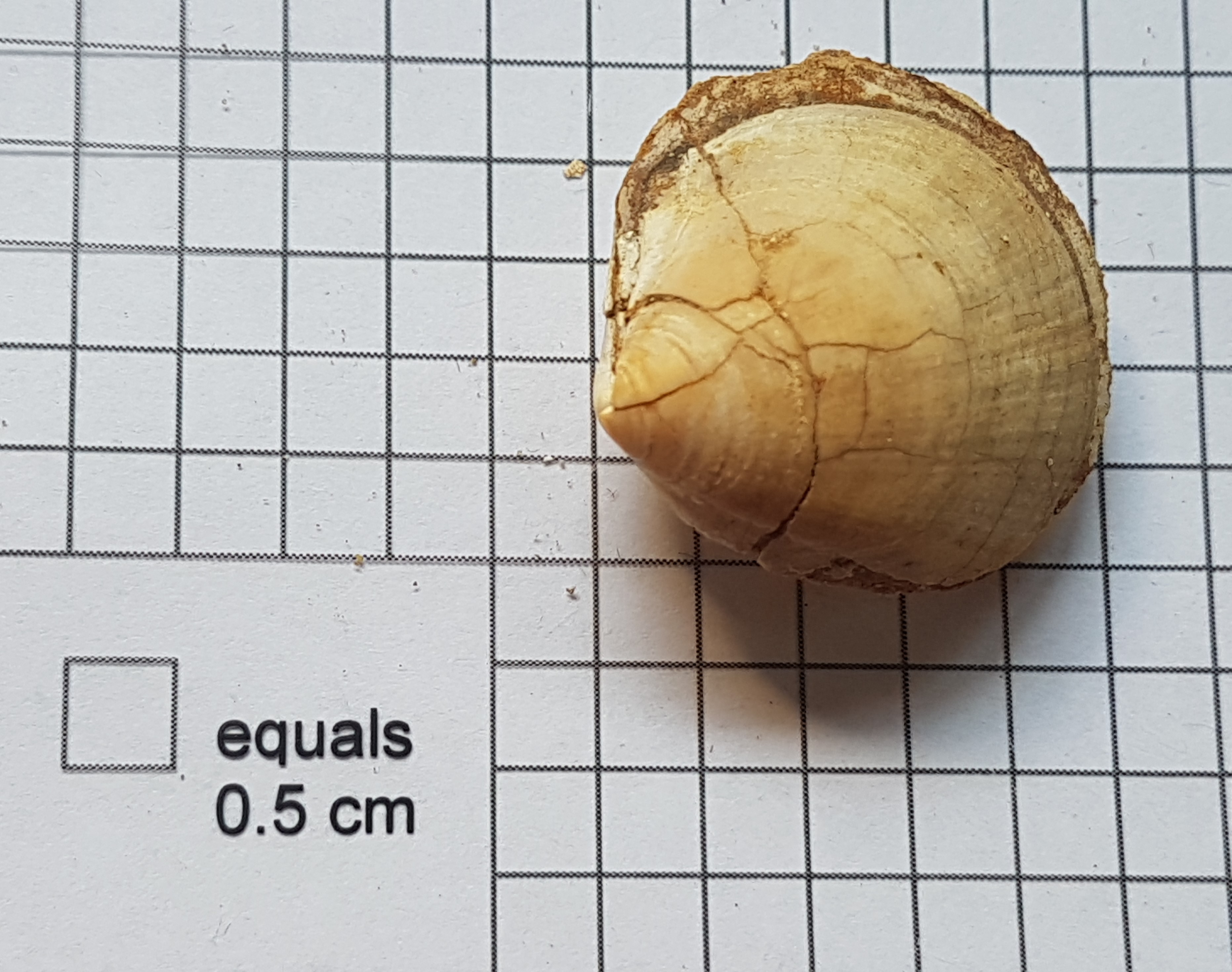 Shells of the Late Miocene at Beaumaris – Bayside Earth Sciences ...