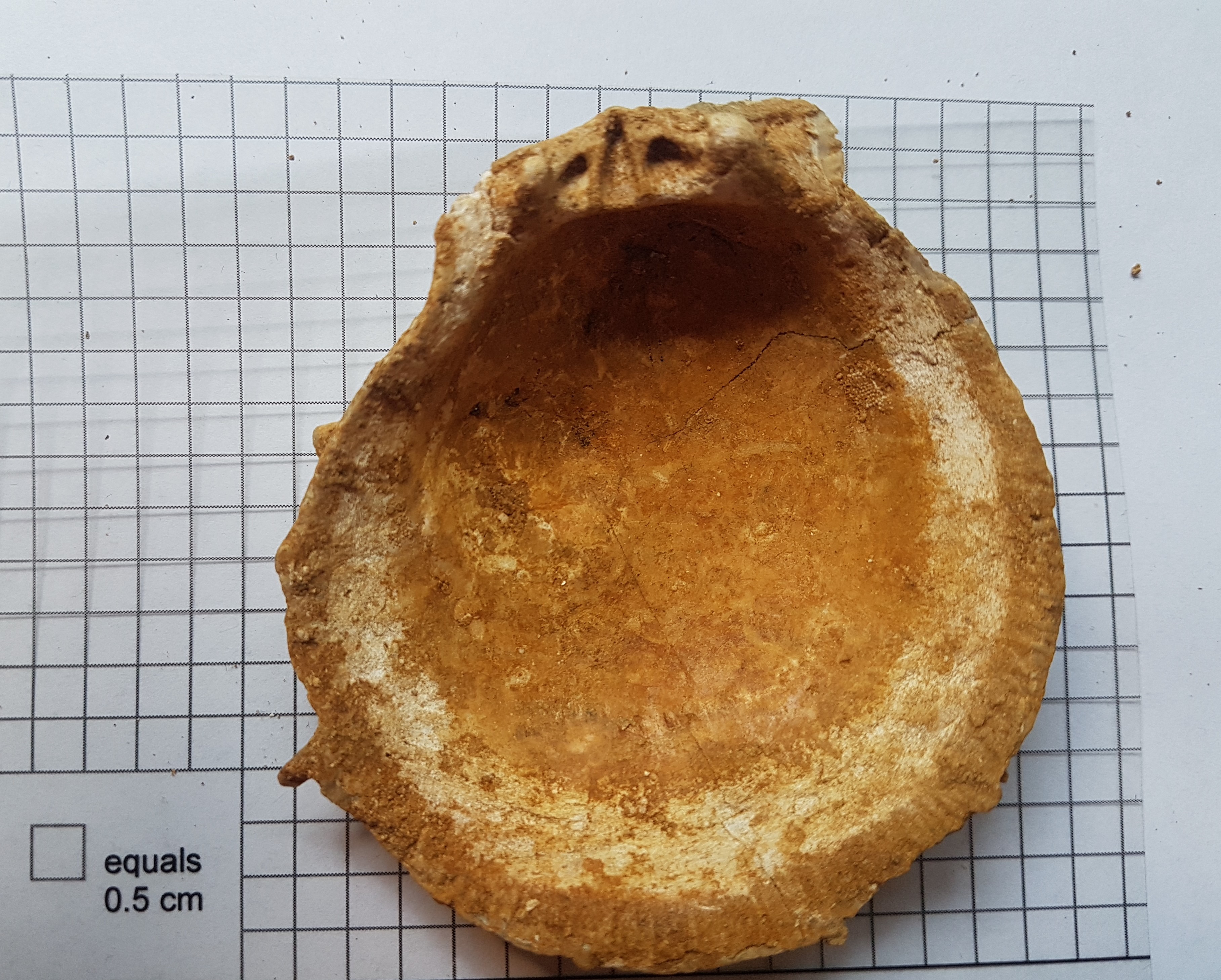 Shells of the Late Miocene at Beaumaris – Bayside Earth Sciences ...