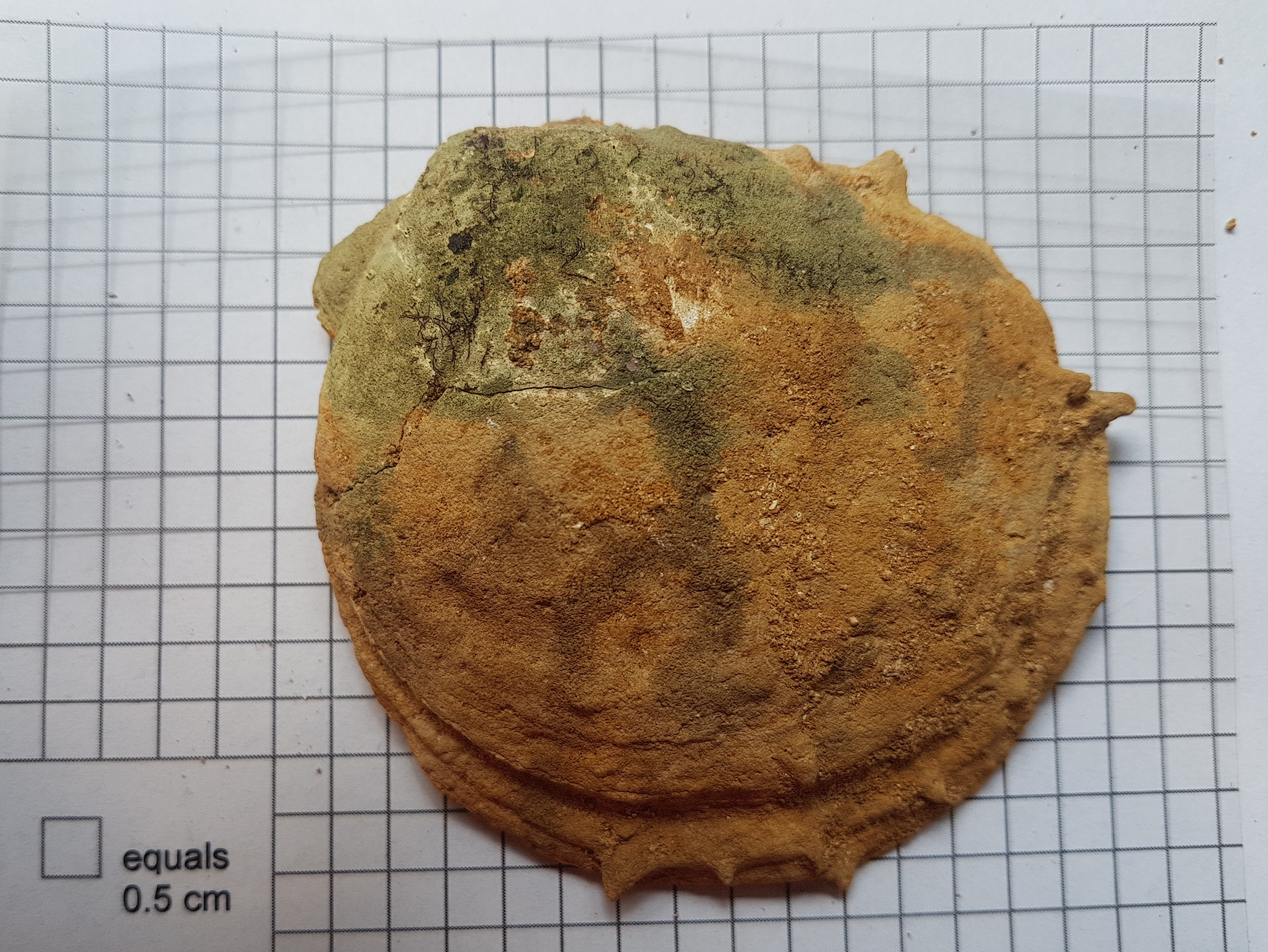 Shells of the Late Miocene at Beaumaris – Bayside Earth Sciences ...