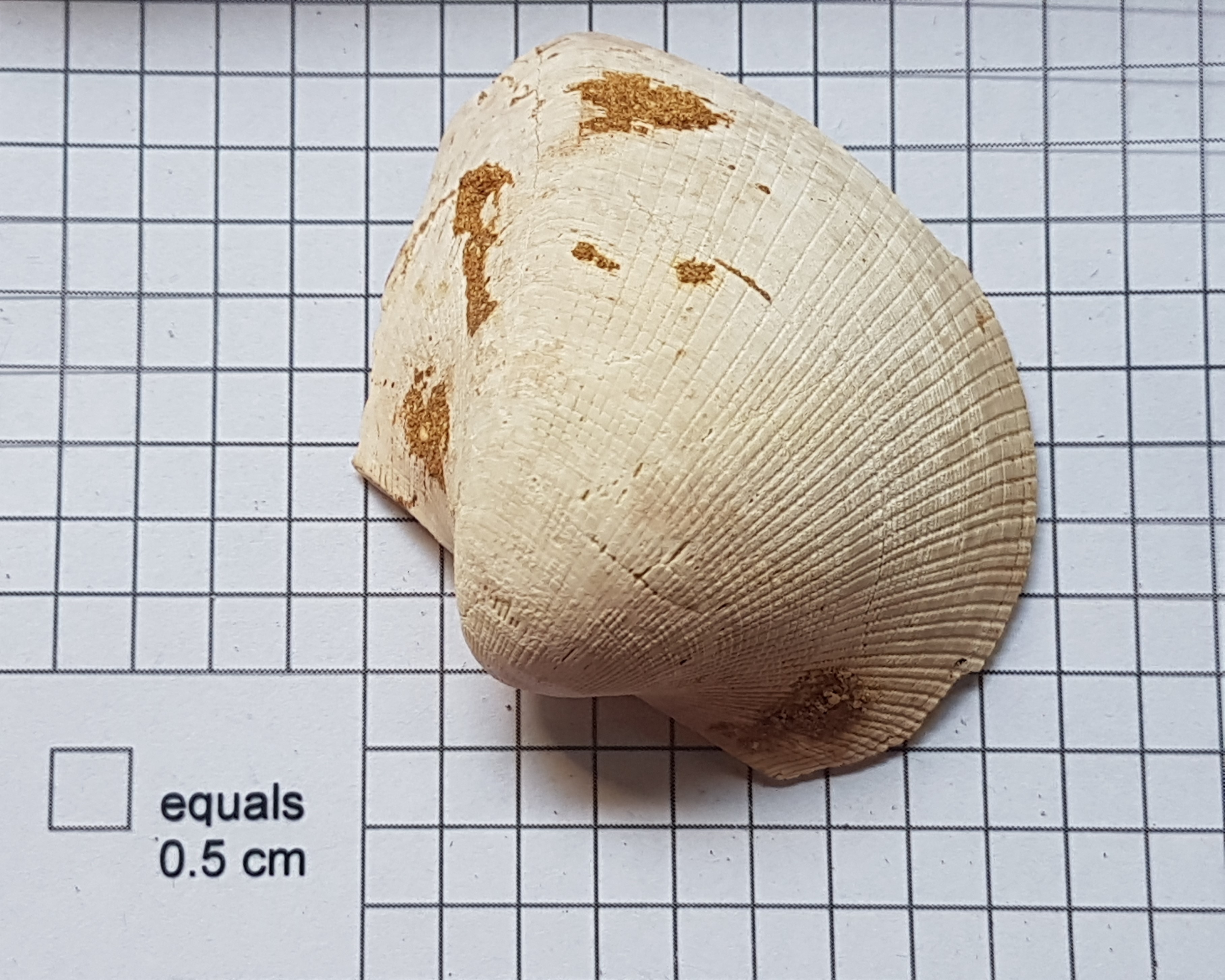 Shells of the Late Miocene at Beaumaris – Bayside Earth Sciences ...