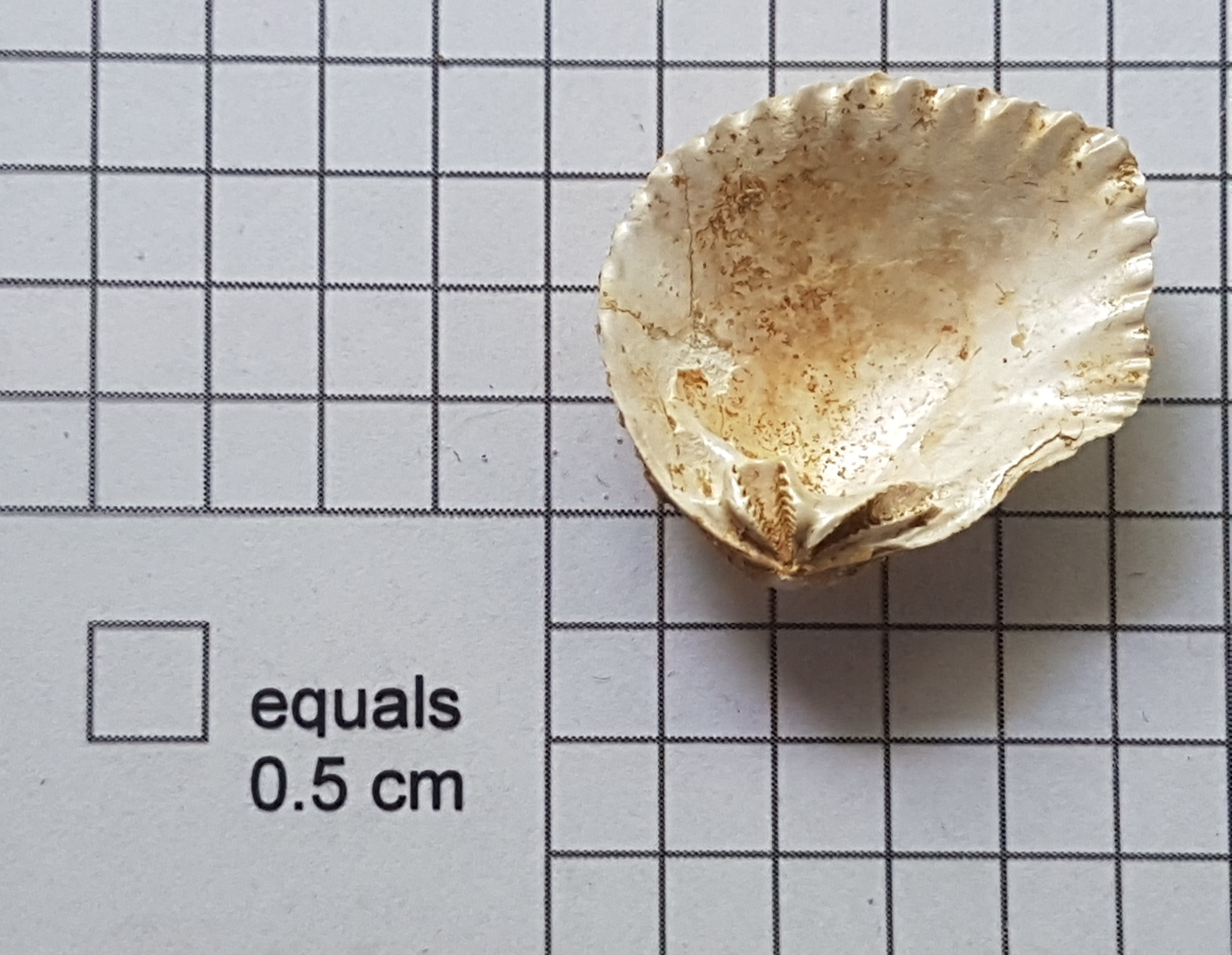 Shells of the Late Miocene at Beaumaris – Bayside Earth Sciences ...
