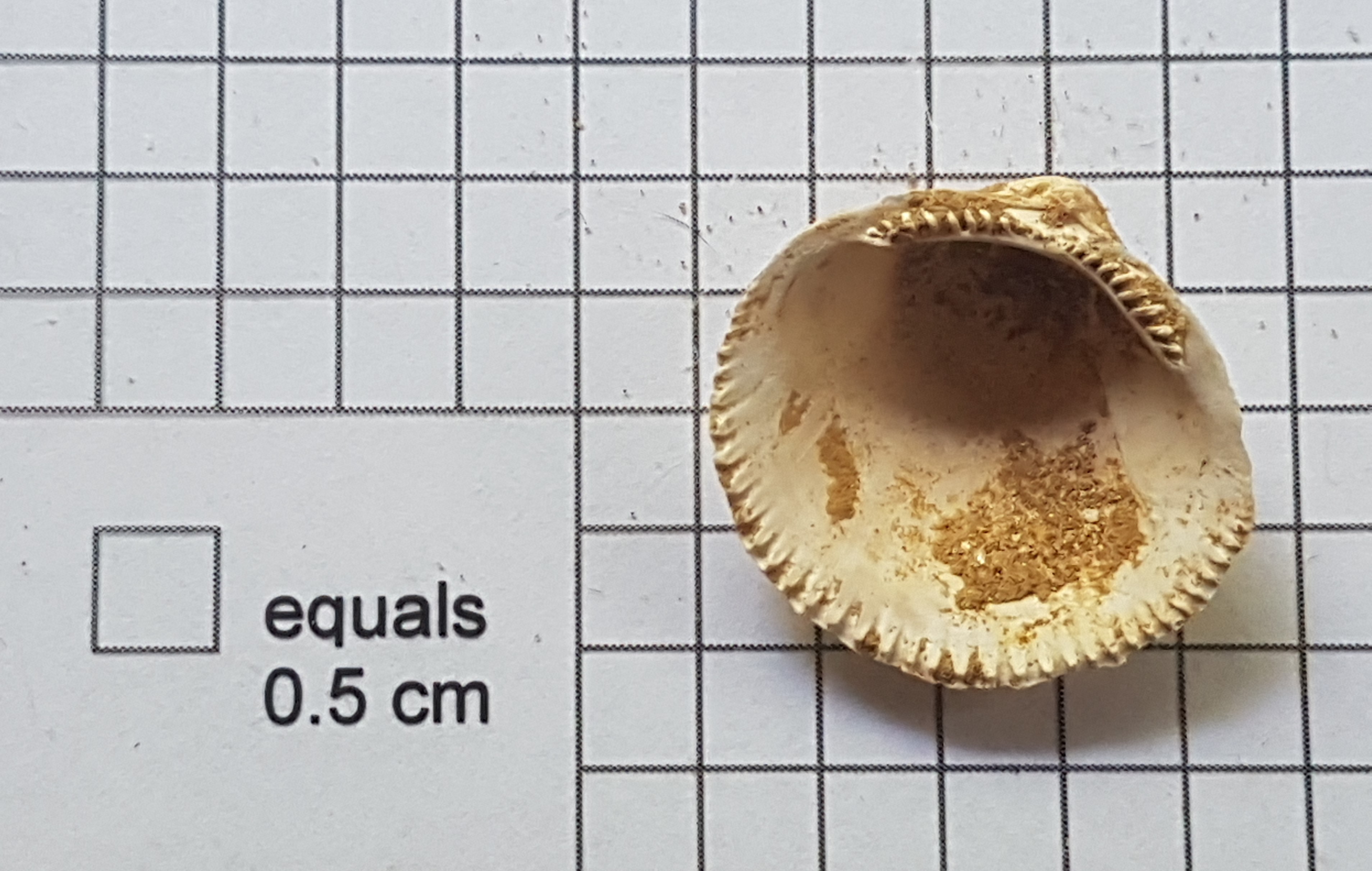 Shells of the Late Miocene at Beaumaris – Bayside Earth Sciences ...