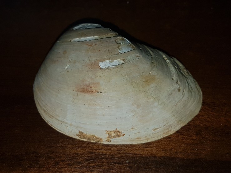 Preservation and Storage of your Fossils – Bayside Earth Sciences ...