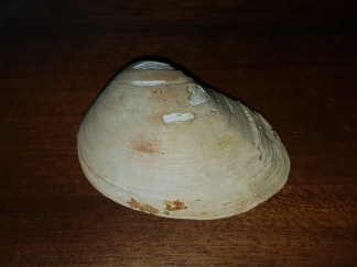 Preservation and Storage of your Fossils – Bayside Earth Sciences ...