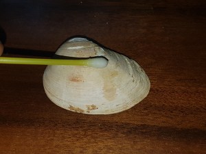 Preservation and Storage of your Fossils – Bayside Earth Sciences ...